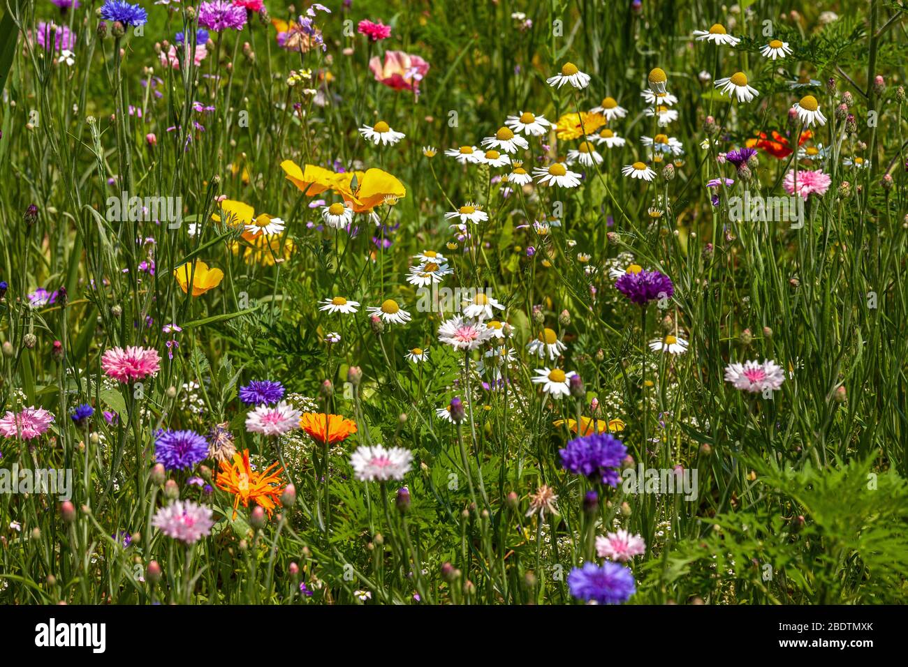 various wild flowers in the summer meadow Stock Photo - Alamy