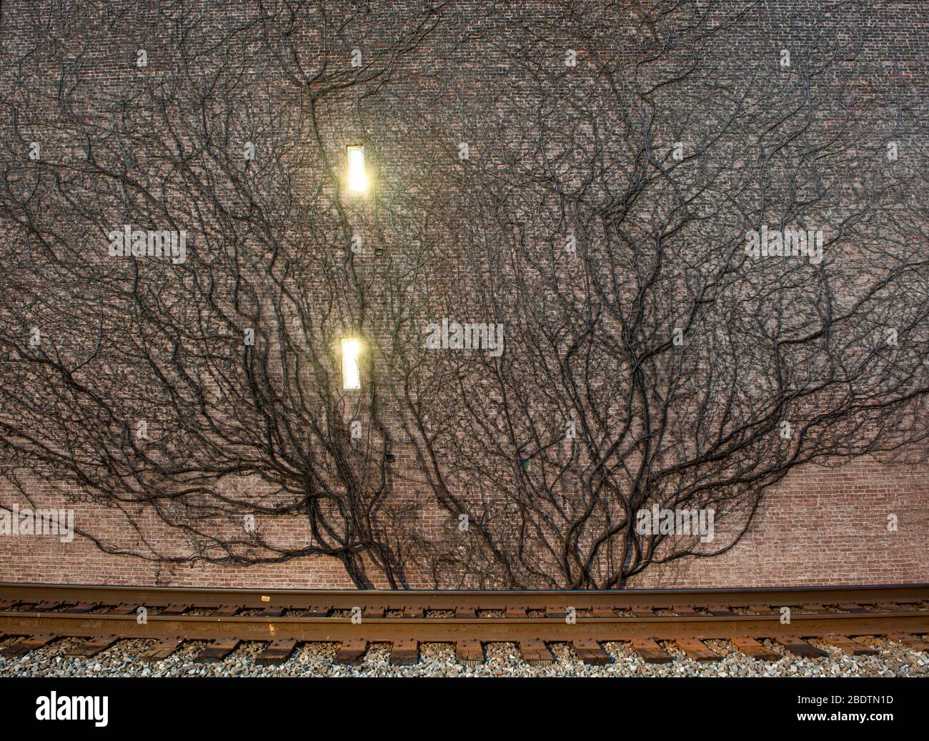 Vines Creep up and Consume an Old Building Stock Photo - Alamy