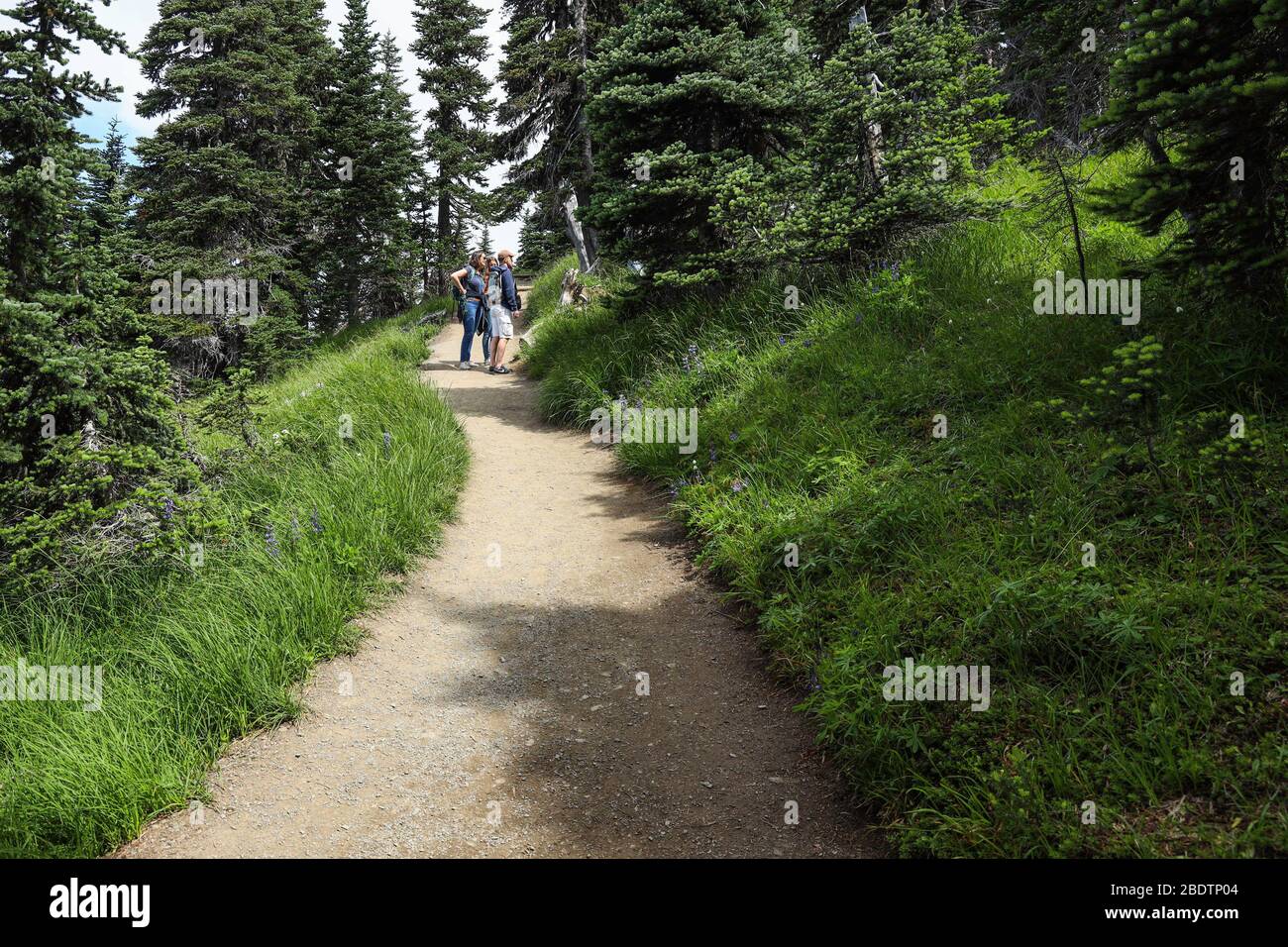 Old growth ridge trail hi-res stock photography and images - Alamy