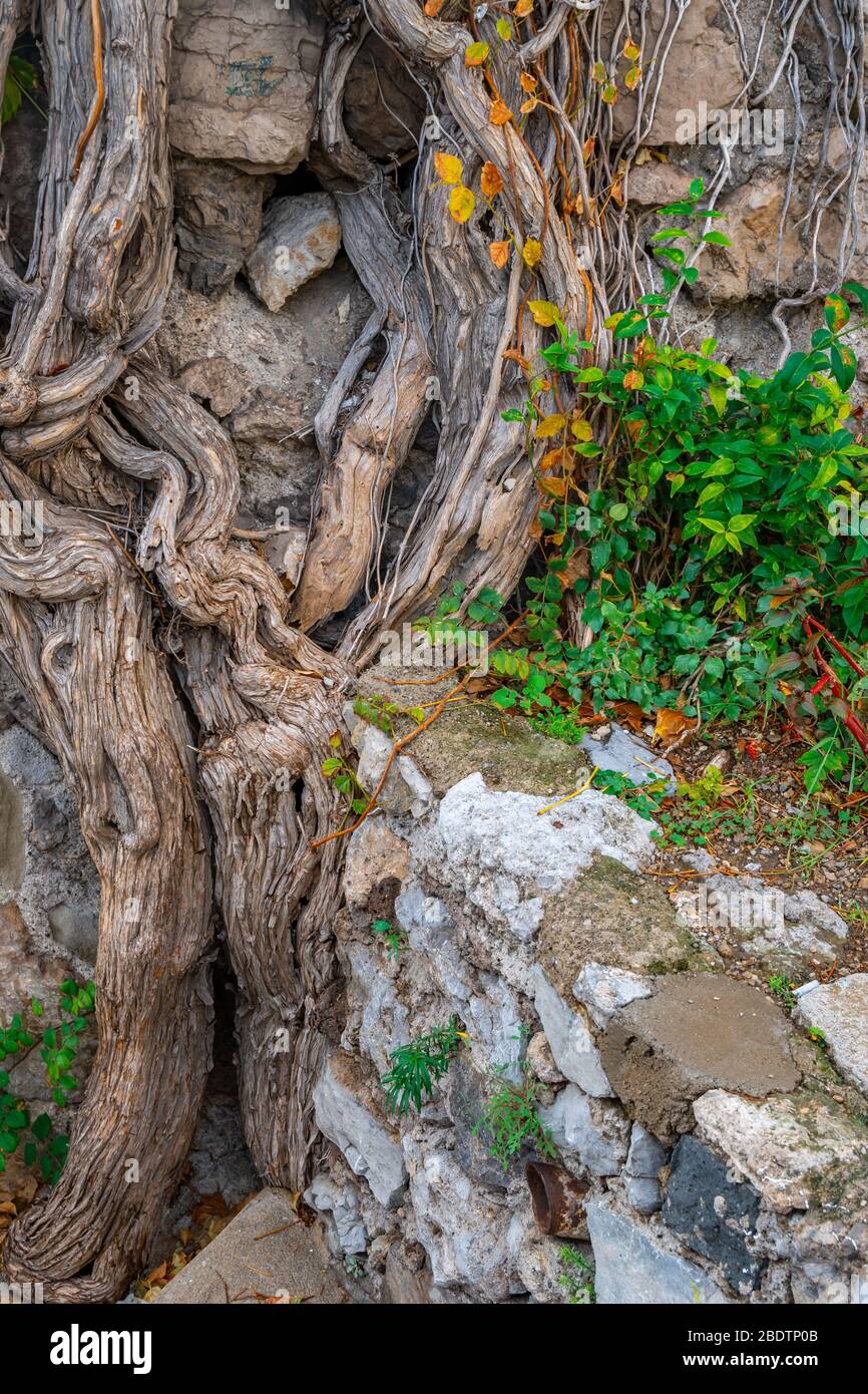 Roots climbing rock wall hi-res stock photography and images - Alamy