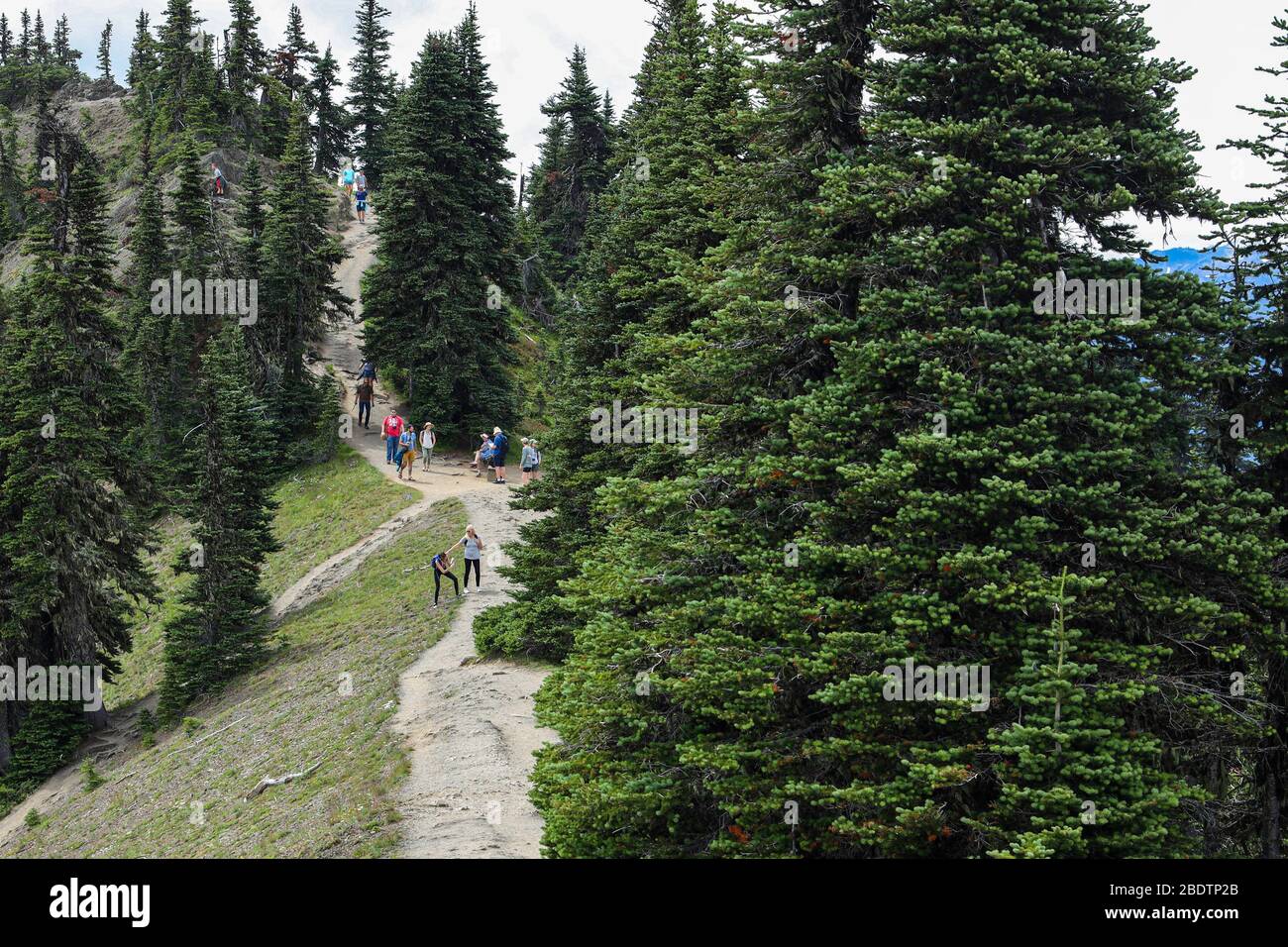 Old Growth Ridge Trail High Resolution Stock Photography and Images - Alamy