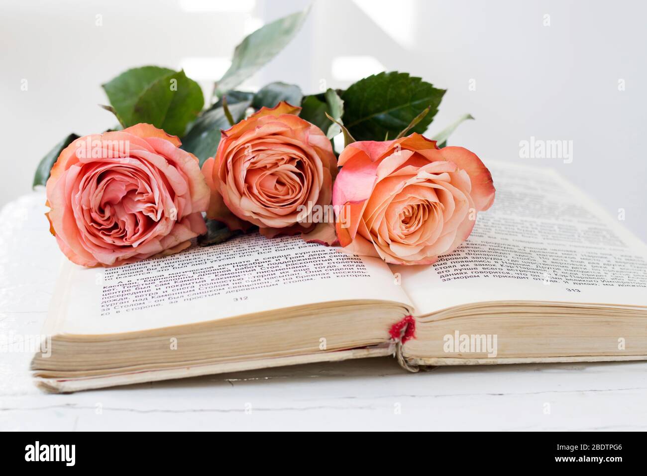The pink rose is lying on the open book. Concept. Card Stock Photo - Alamy