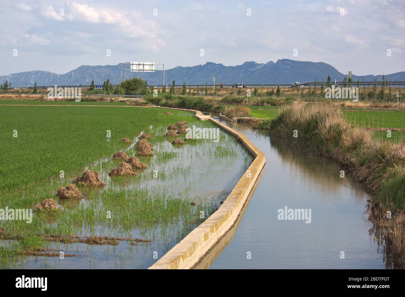 The rice fields that are cultivated in the Albufera National Park are ...