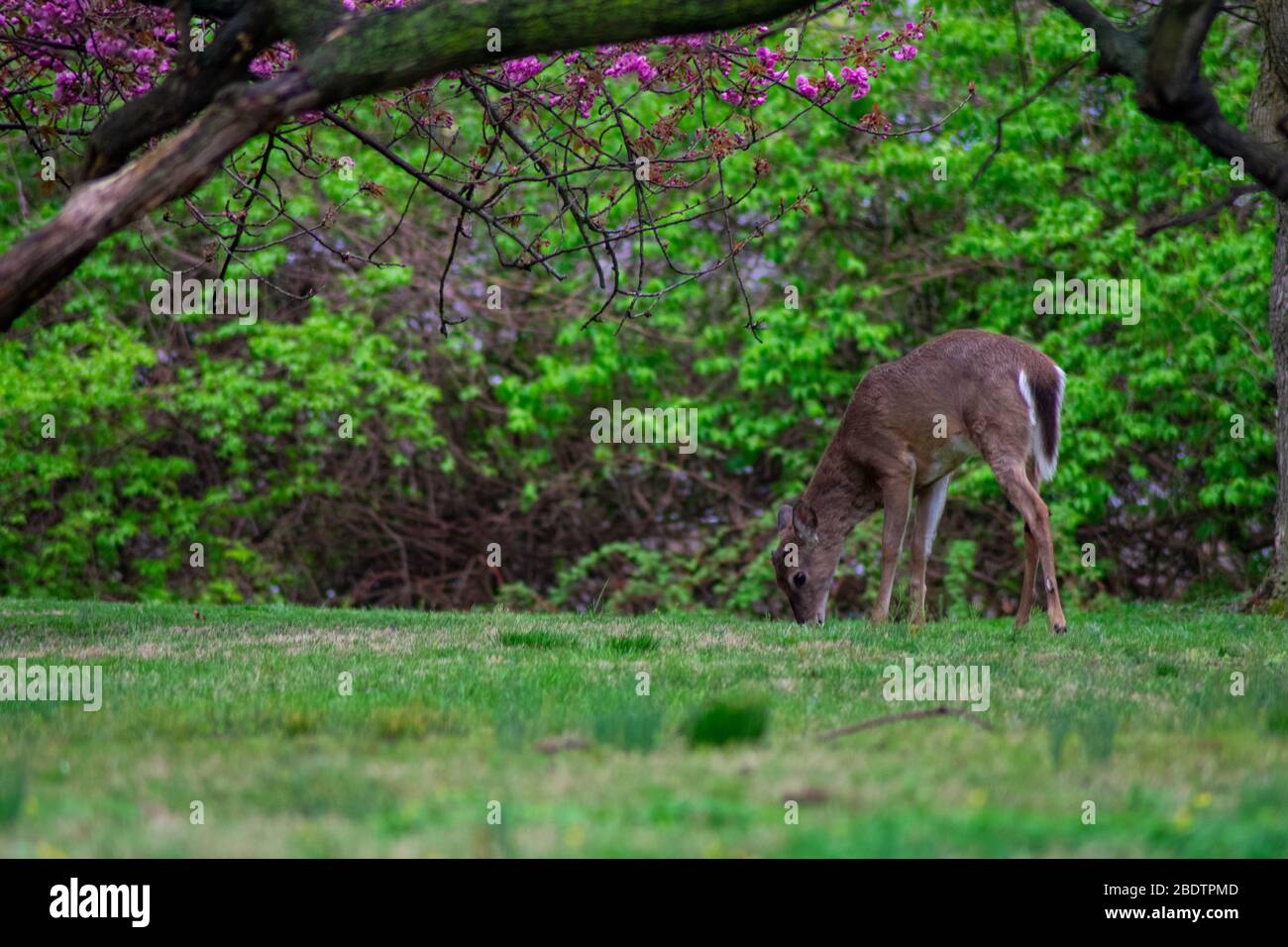 White tailed deer spring flowers hi-res stock photography and images ...