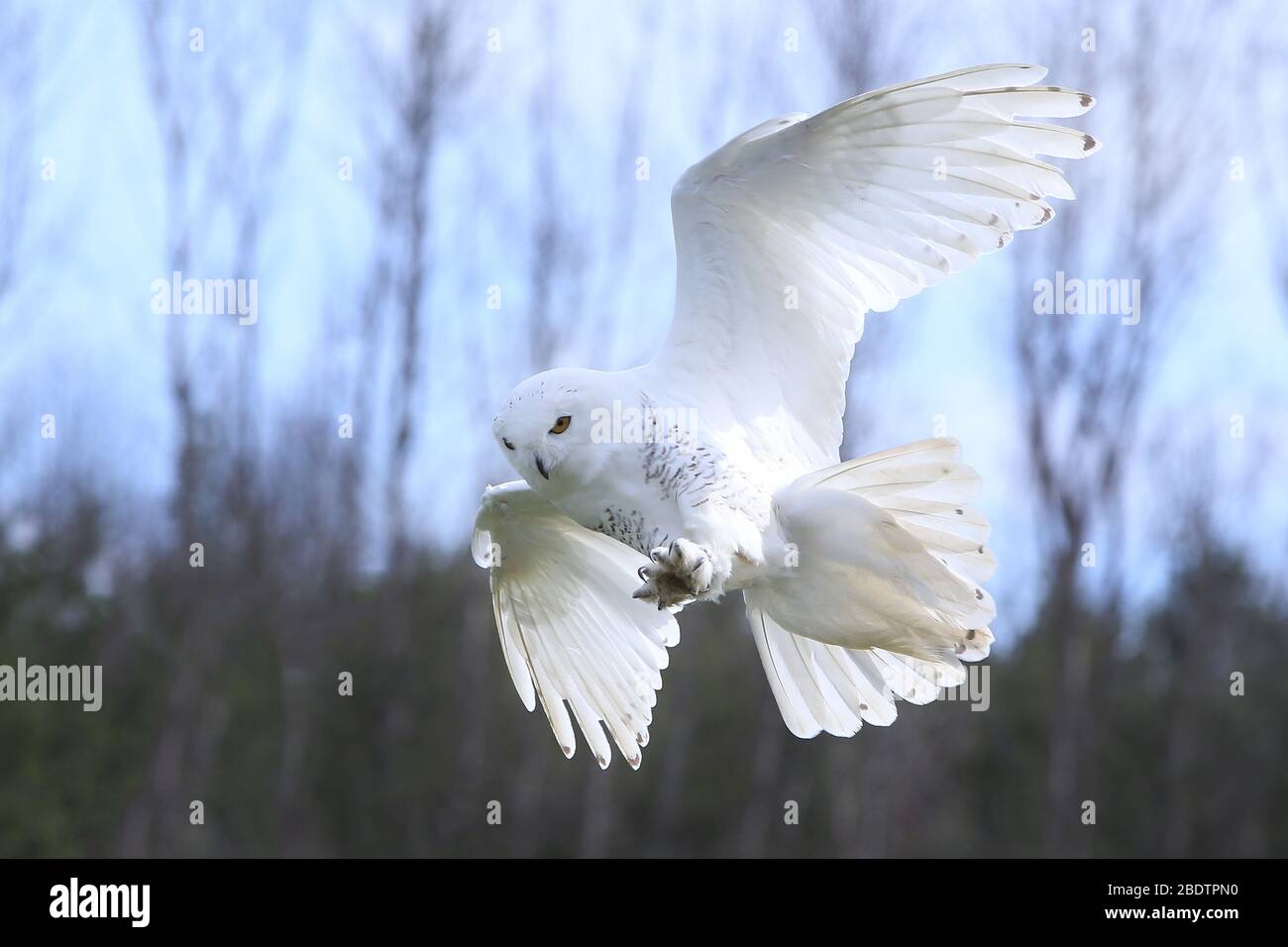 White snowy Owl, Arctic Owl, Polar Owl, Snow Owl Stock Photo - Alamy