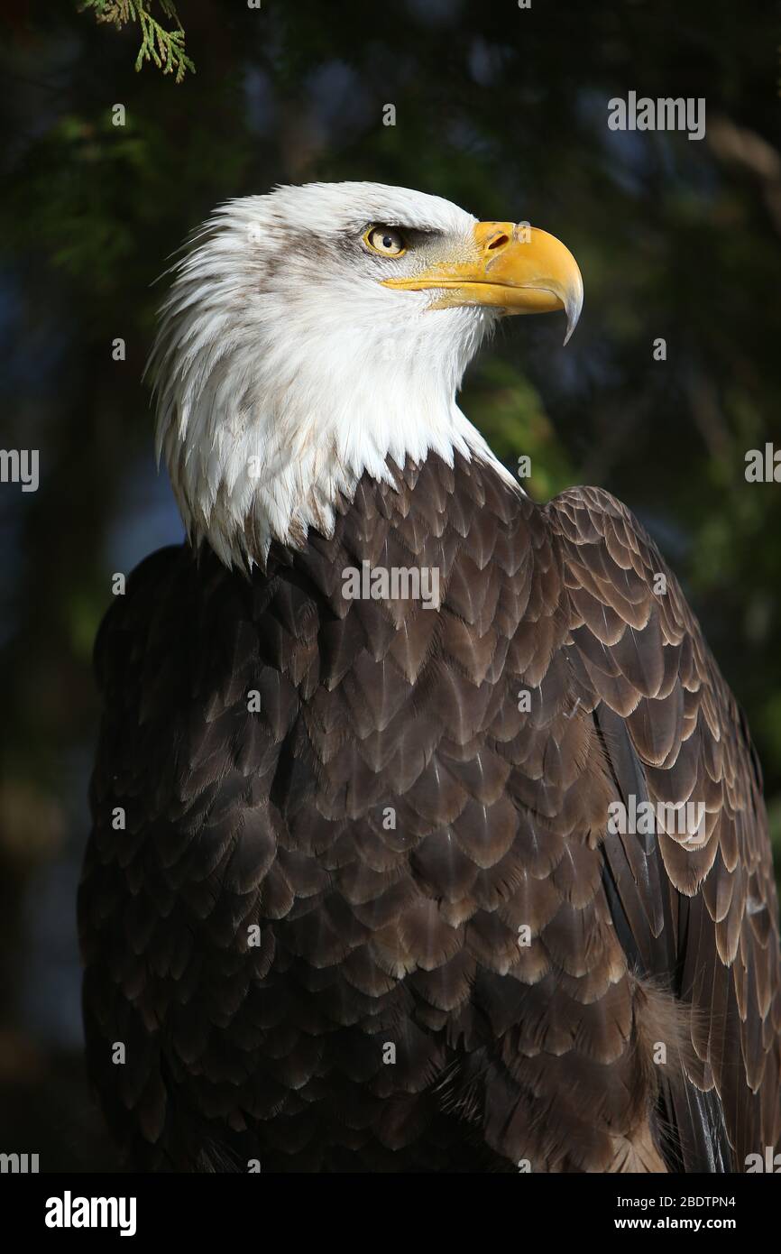 Canadian bald eagle hi-res stock photography and images - Alamy