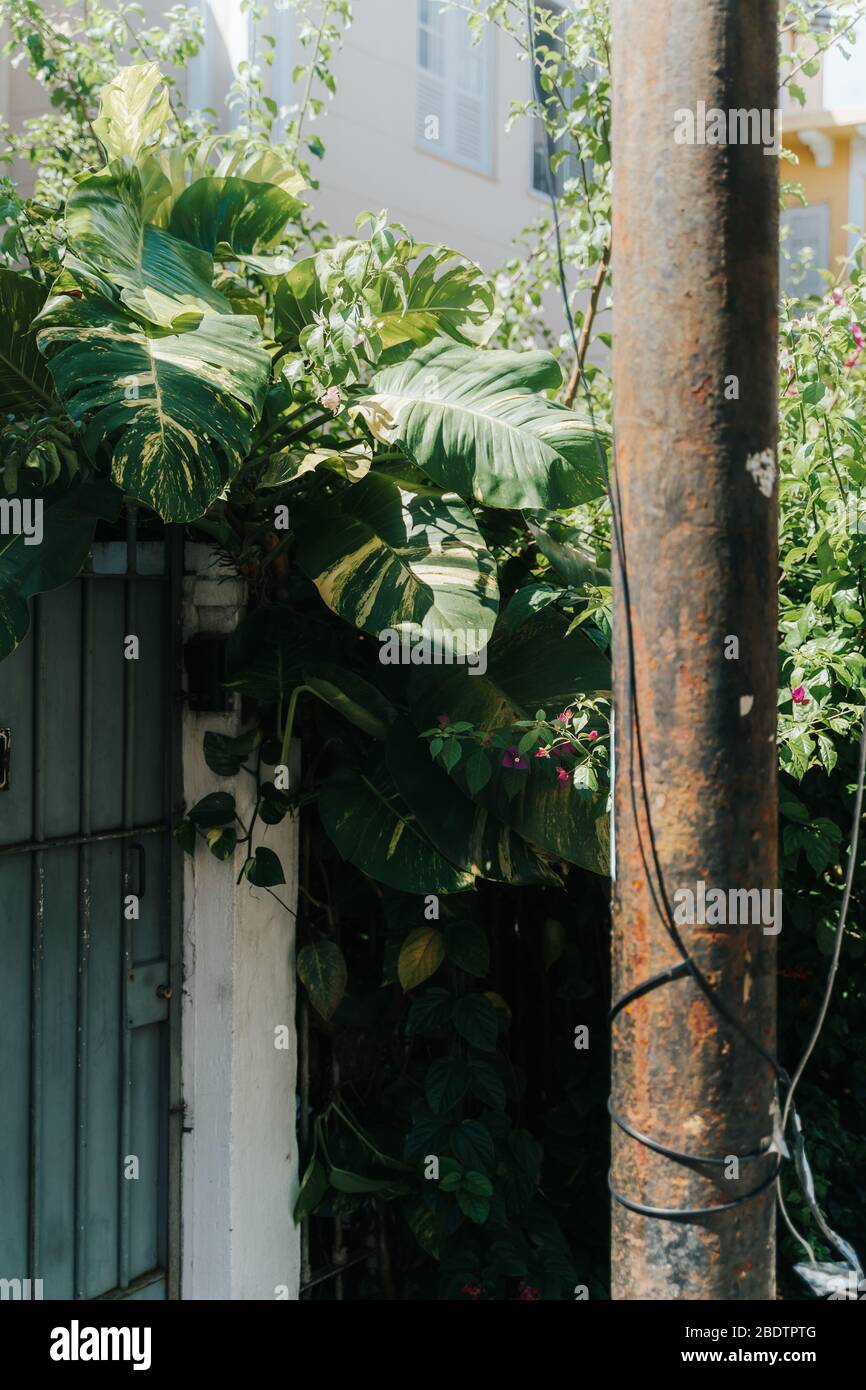 House covered with plants hi-res stock photography and images - Alamy