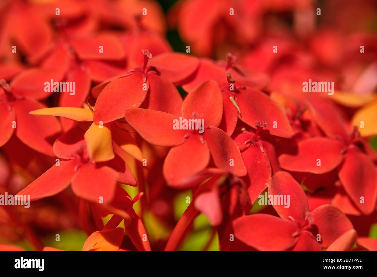 Flowering ixora shrubs hi-res stock photography and images - Alamy
