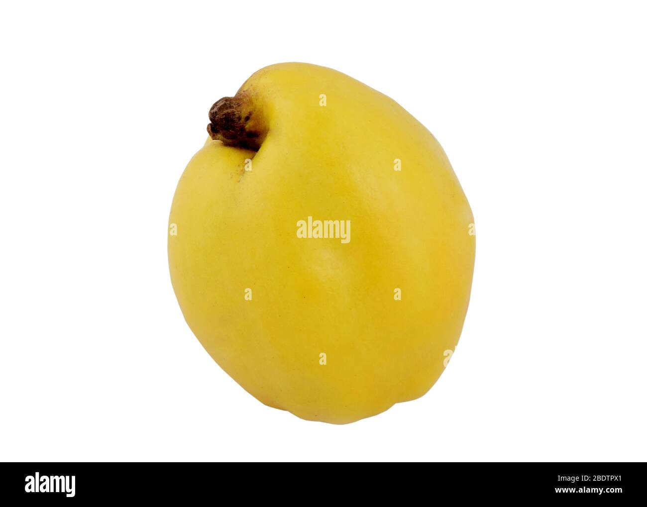 Large ripe quince fruit isolated on white background Stock Photo - Alamy