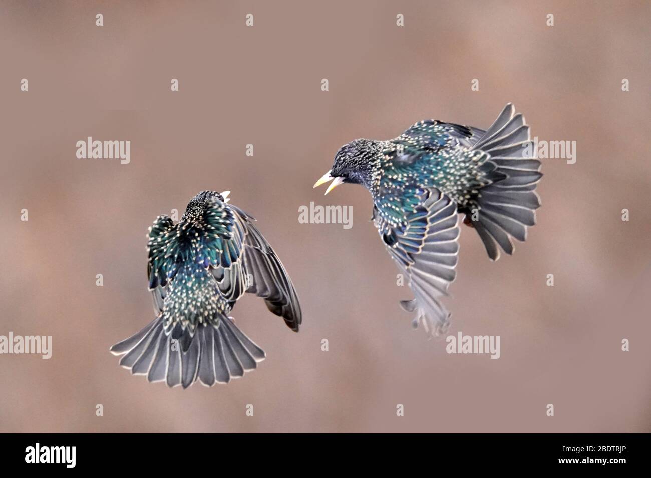 European starlings invasive species hi-res stock photography and images ...