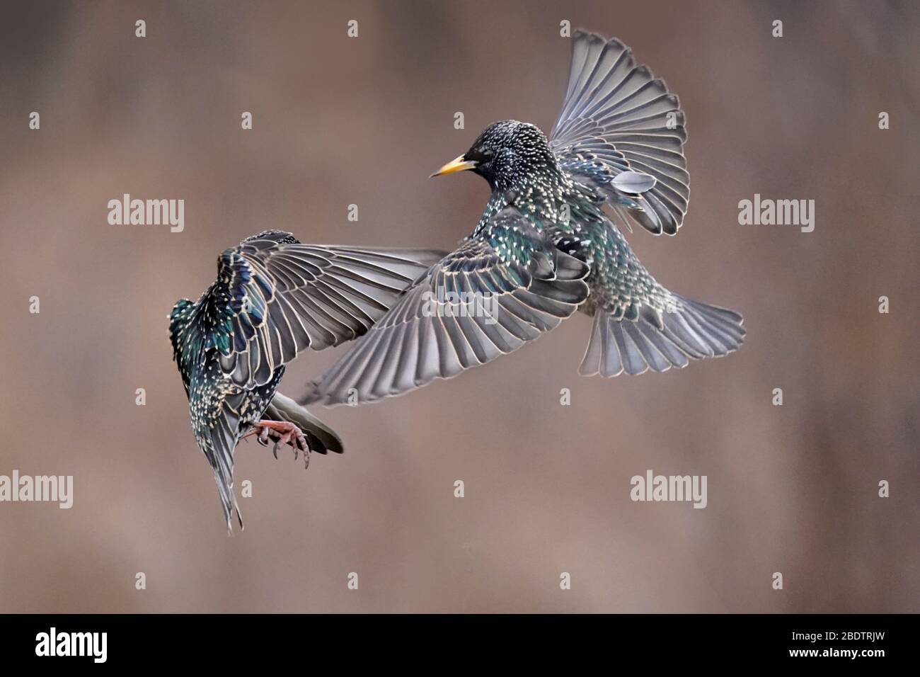European starlings invasive species hi-res stock photography and images ...
