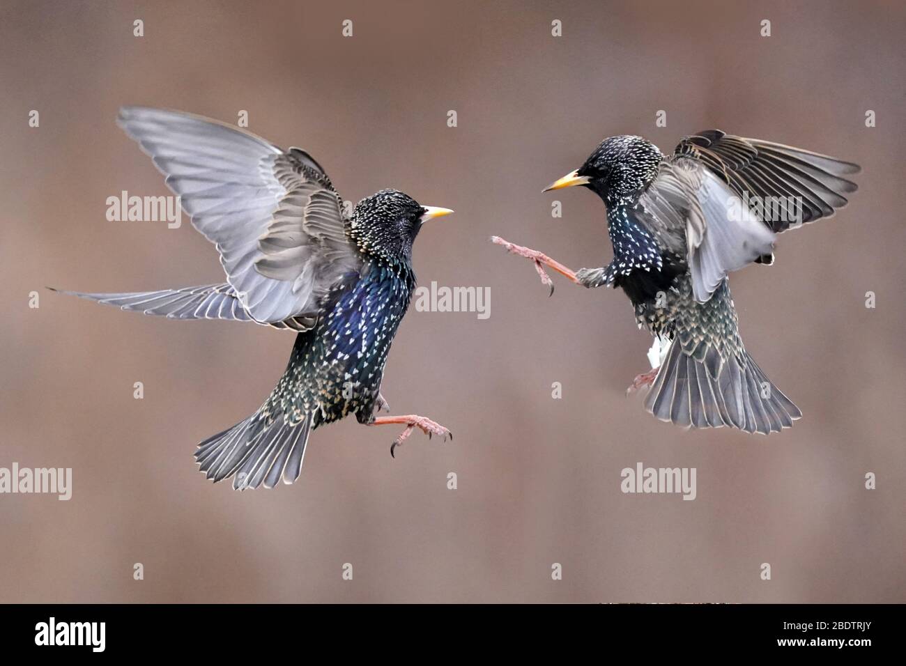 Starlings fighting in midair or perching Stock Photo - Alamy