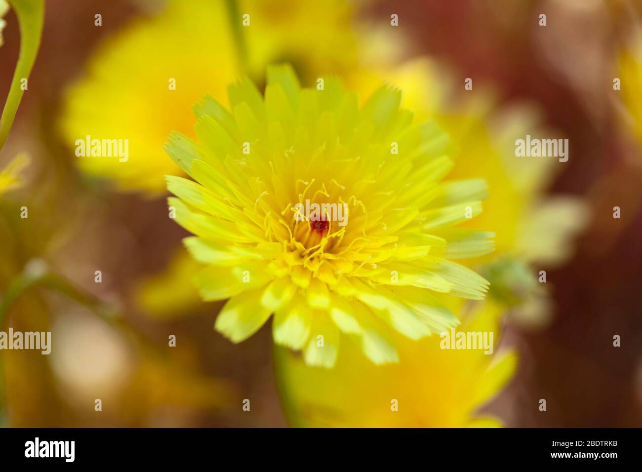 Desert dandelion wildflowers hi-res stock photography and images - Alamy