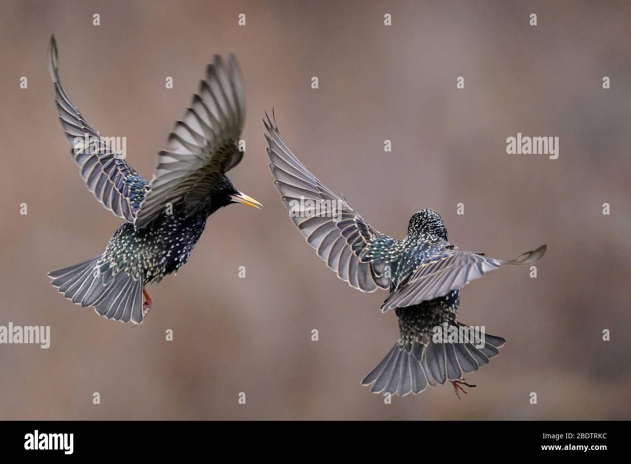 Aerobatic starlings hi-res stock photography and images - Alamy