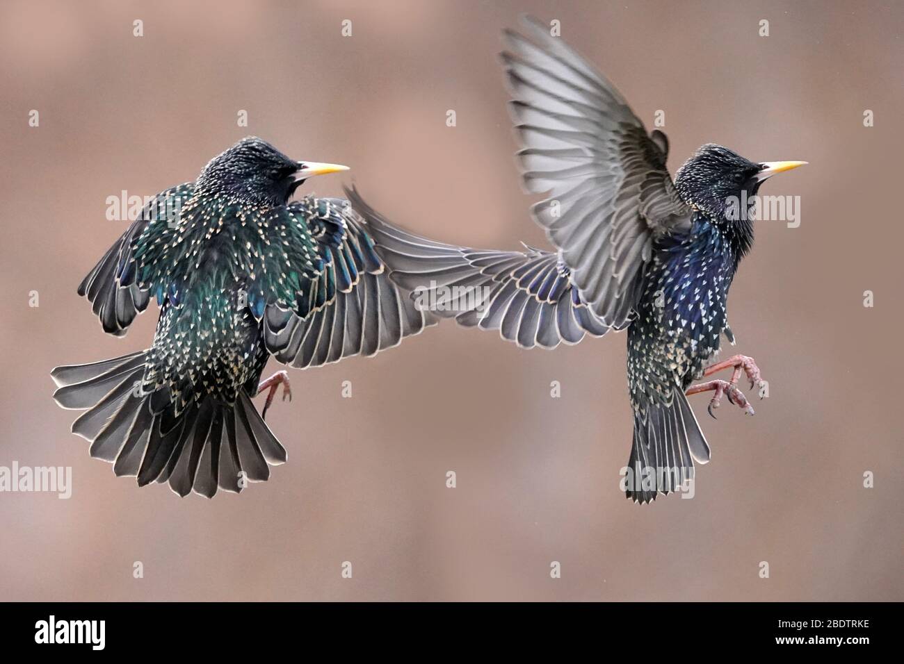 European starlings invasive species hi-res stock photography and images ...
