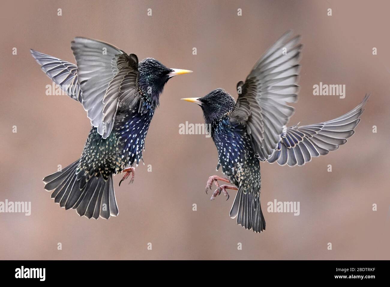 European starlings invasive species hi-res stock photography and images ...