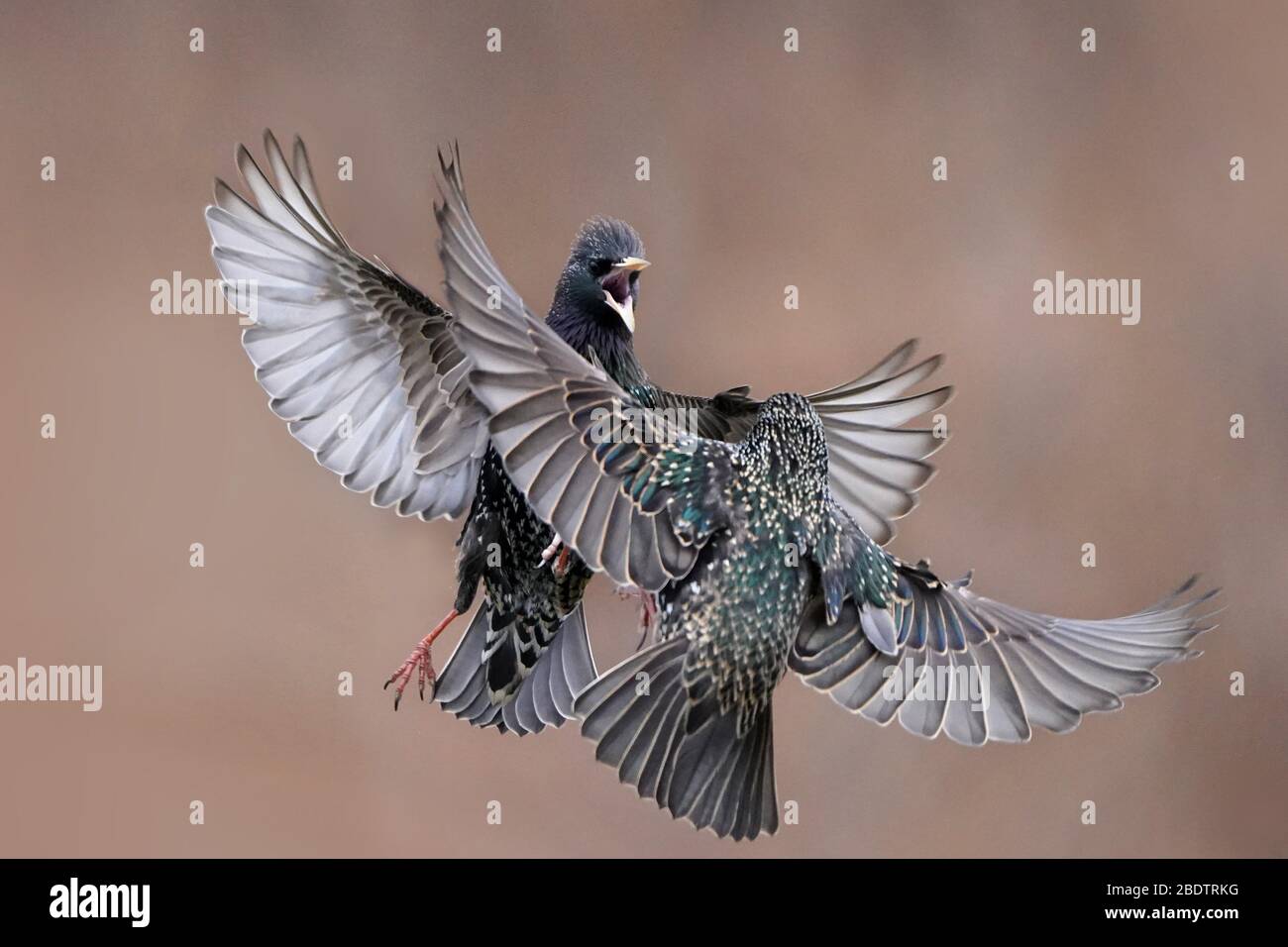 European starlings invasive species hi-res stock photography and images ...