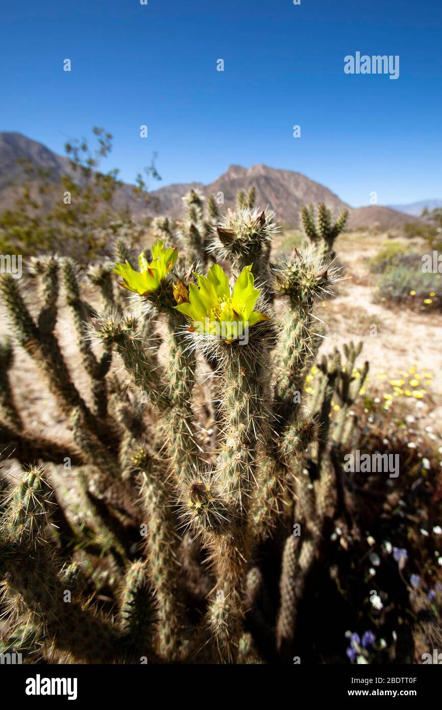 Native california plants hi-res stock photography and images - Alamy