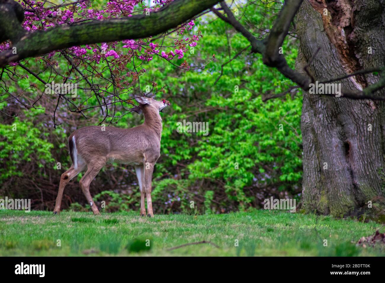 A White-Tailed Deer Eating Pink Flowers off of a Tree in Spring Stock ...