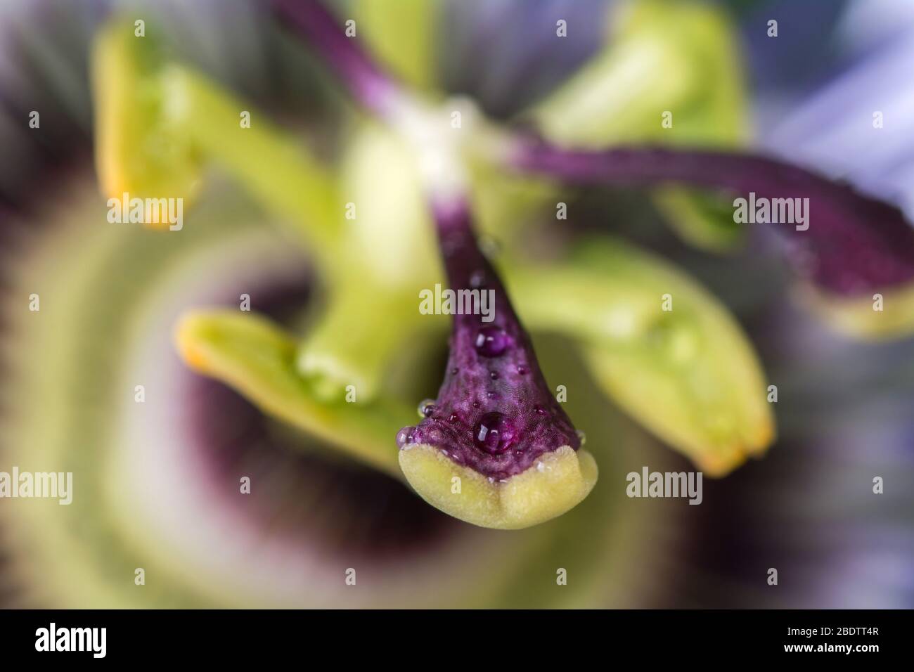 Passiflora stigma hi-res stock photography and images - Alamy