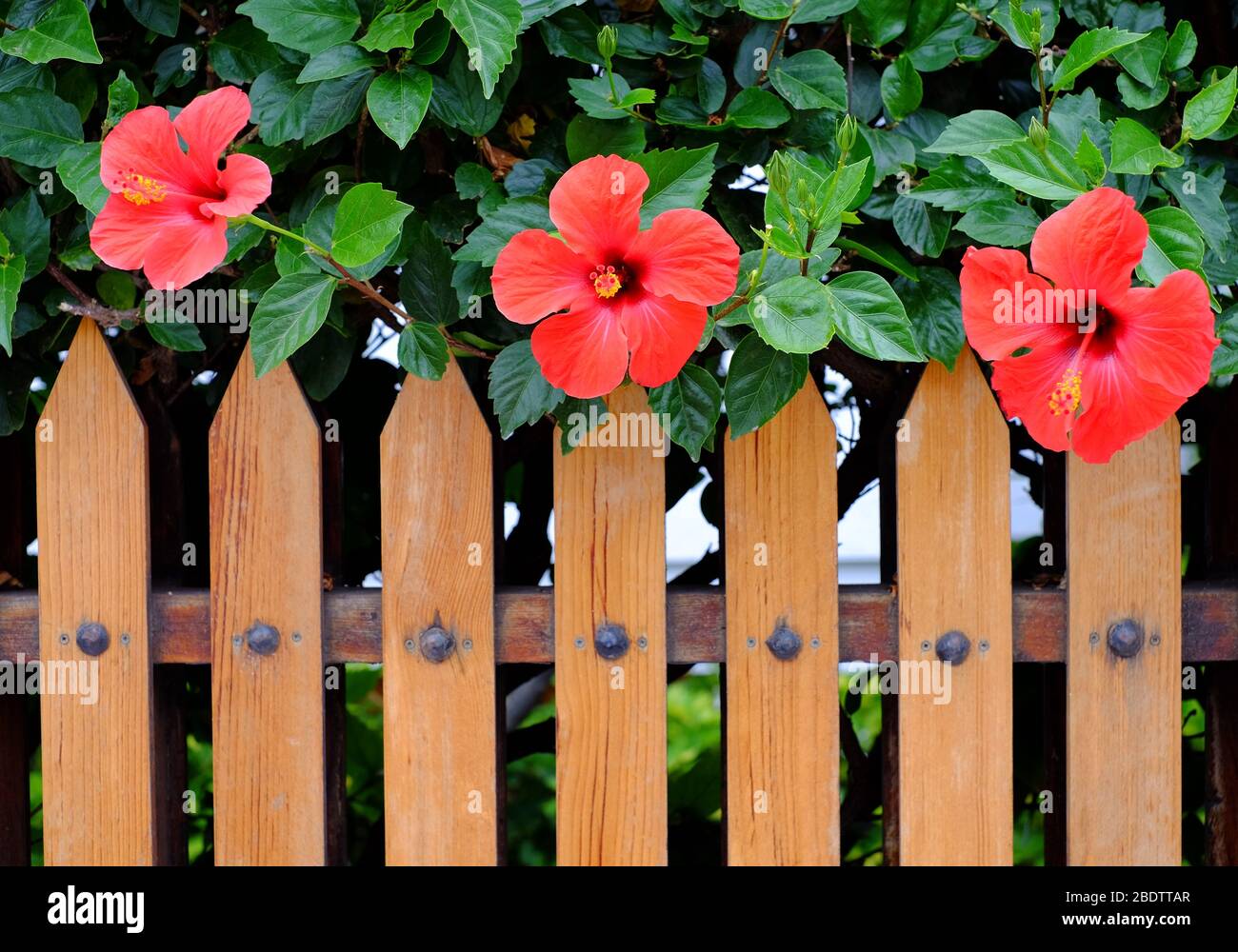 Red hibiscus flowers behind a wooden fence, close flat view, summer in ...