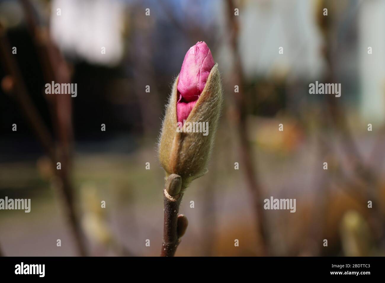 Spring in Poland , flower in garden Stock Photo - Alamy