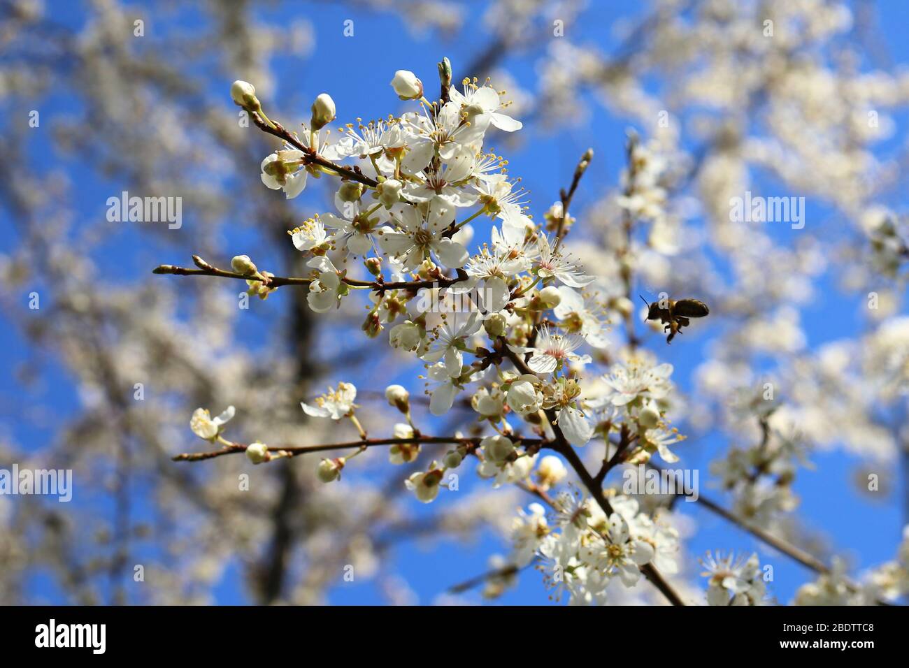 Poland flower hi-res stock photography and images - Alamy