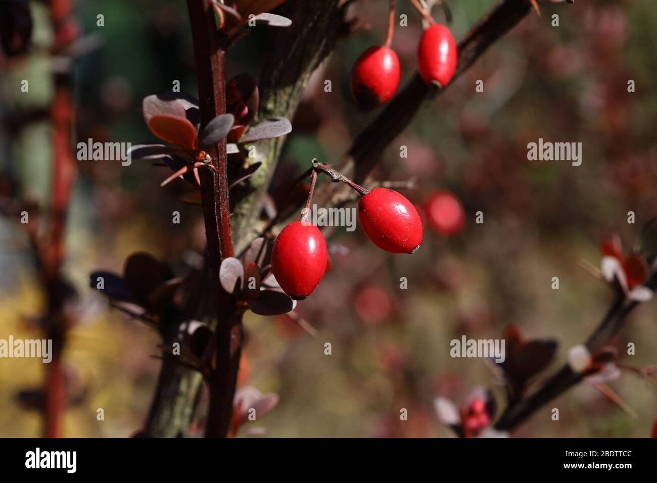 Beautiful garden full plants flowers hi-res stock photography and ...
