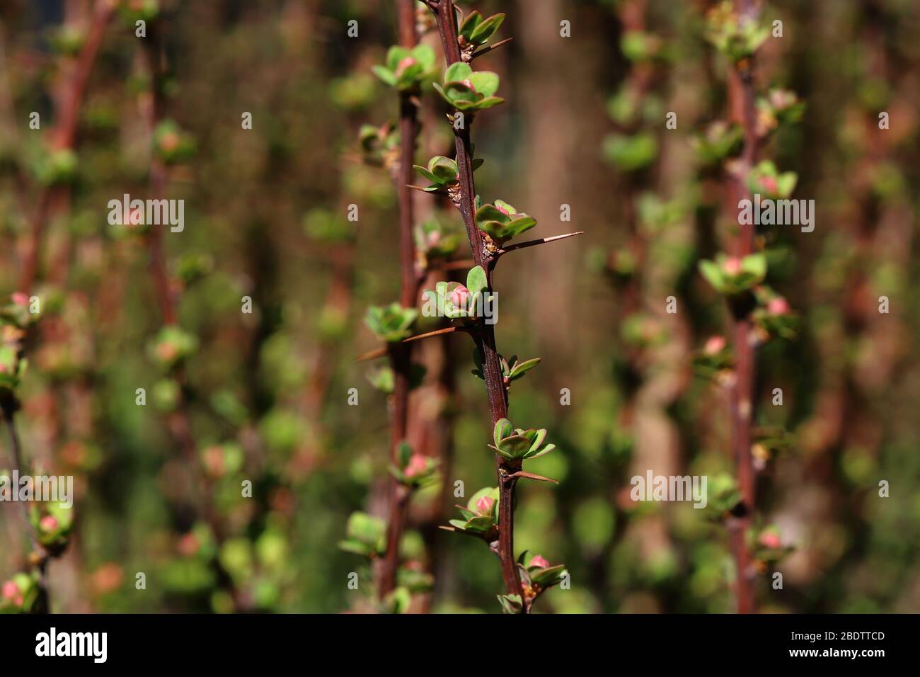 Poland flower hi-res stock photography and images - Alamy