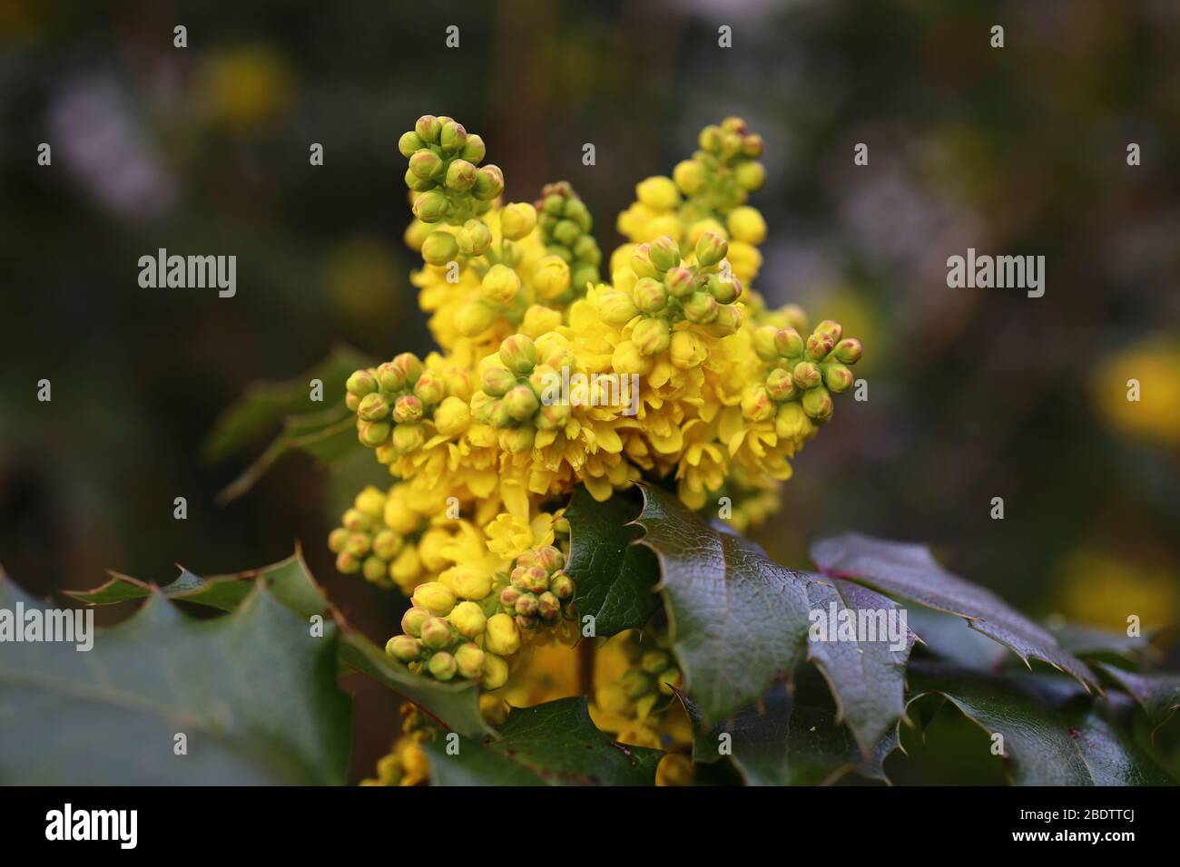 Spring in Poland , flower in garden Stock Photo - Alamy
