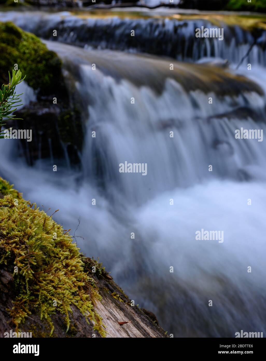 Close up of Moss in front of flowing water in mountain stream Stock ...