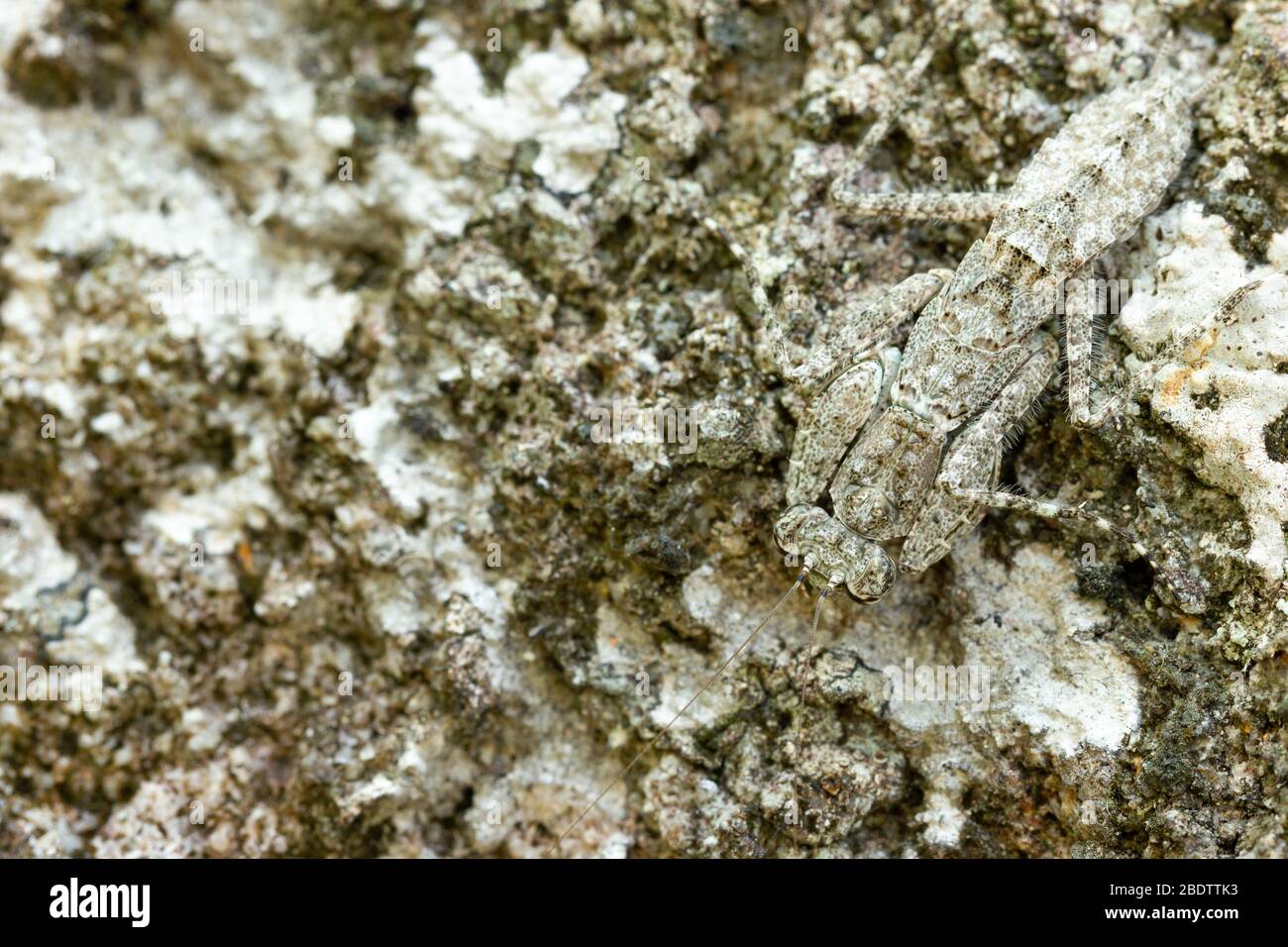 Praying Mantis on the rock in tropical forest. Mantis disguise or ...