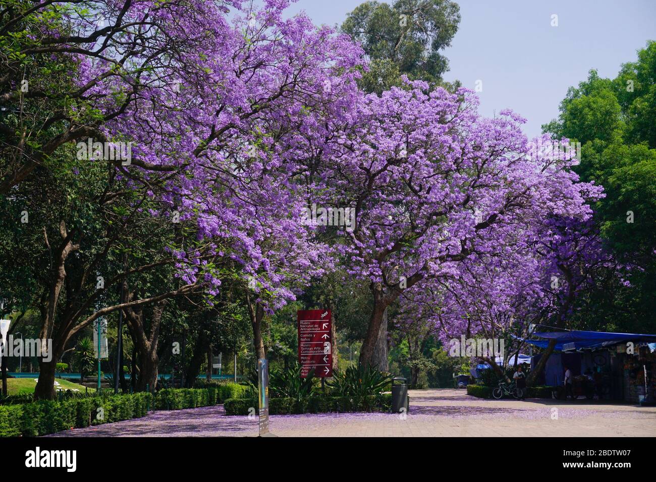 Jacaranda tree blooming mexico city hi-res stock photography and images ...