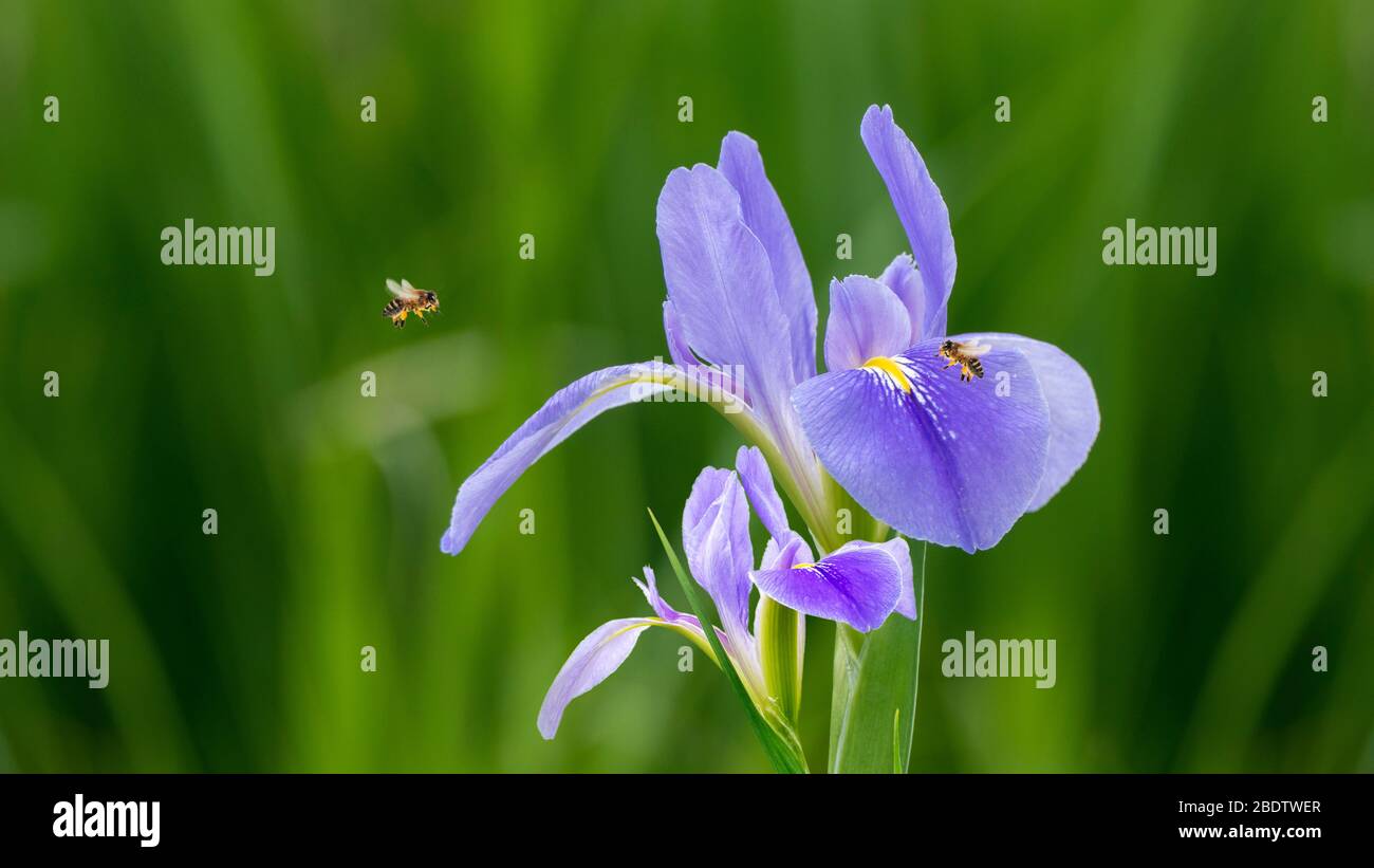 The Violet iris flowers (Iris germanica) on blurred green natural ...