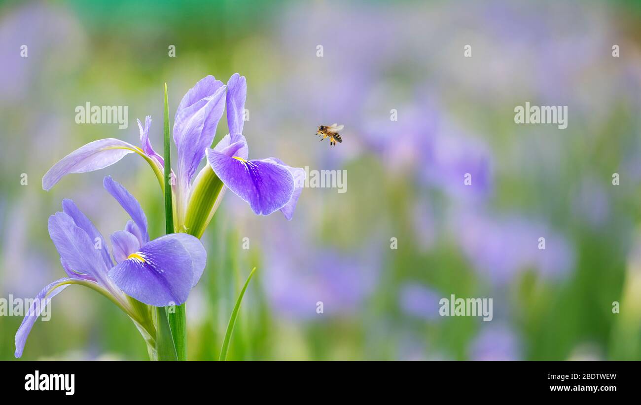 The Violet iris flowers (Iris germanica) on blurred green natural ...