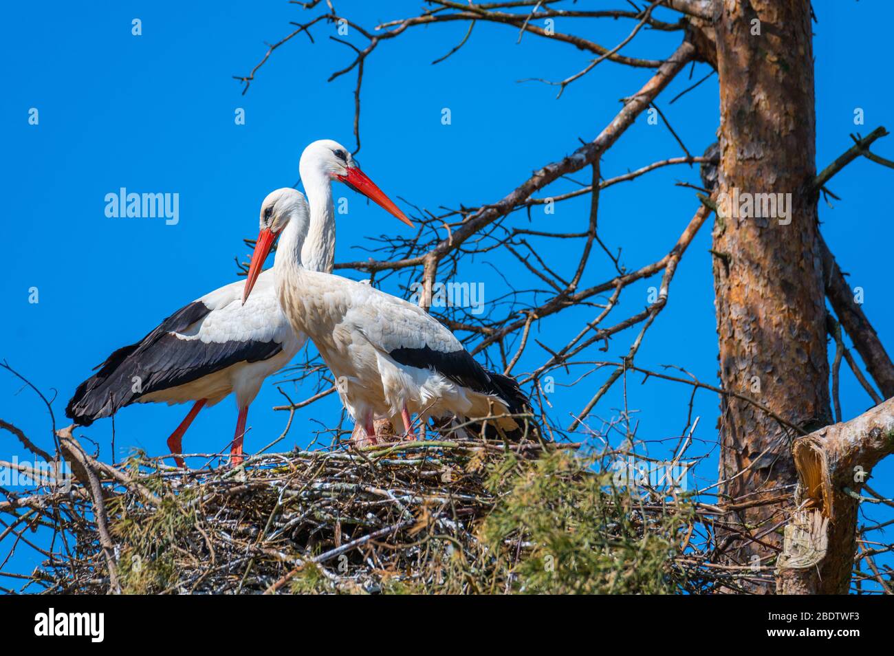 Two storks sit in their nest with blue background Stock Photo - Alamy