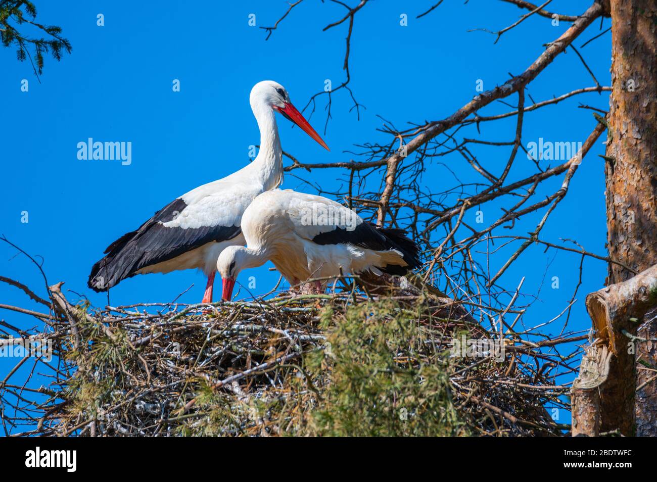 Two storks sit in their nest with blue background Stock Photo - Alamy
