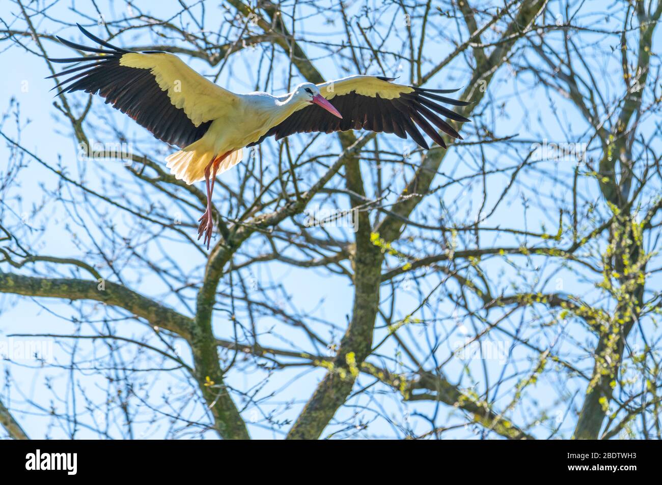 A stork landing towards its nest with a blue sky Stock Photo - Alamy