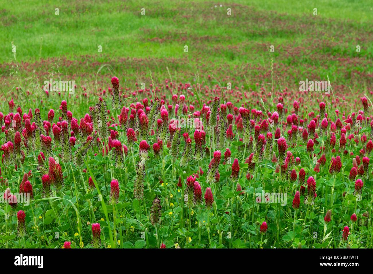 Tall clover hi-res stock photography and images - Alamy