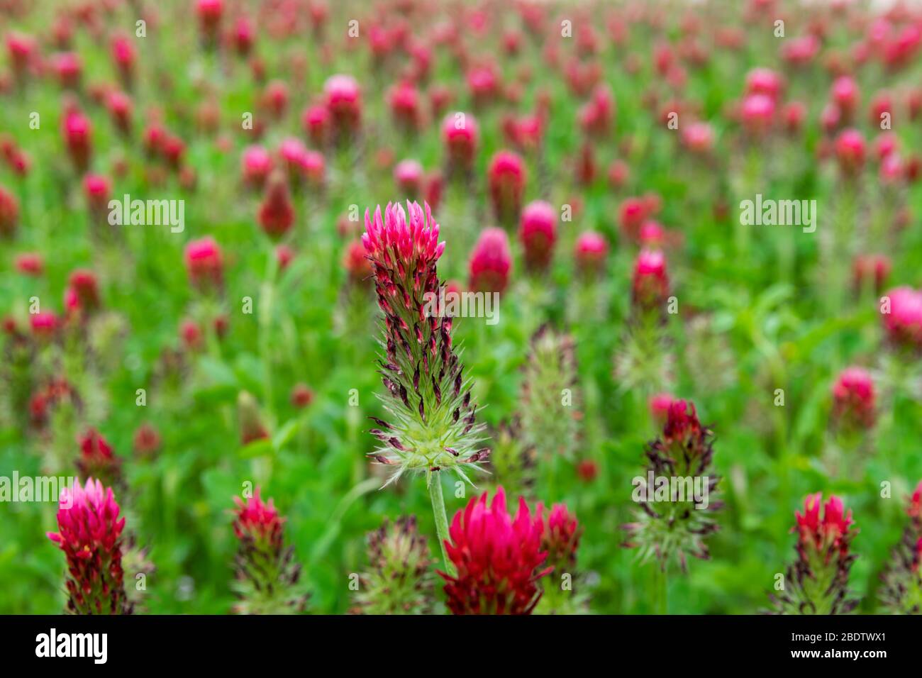 Beautiful Crimson Clover flower blooming in a field of blood red and ...