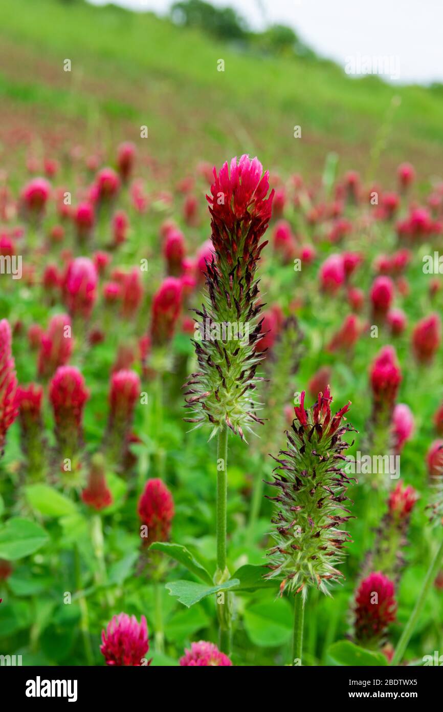 Closeup of deep red Crimson Clover flower standing tall as it blooms in ...