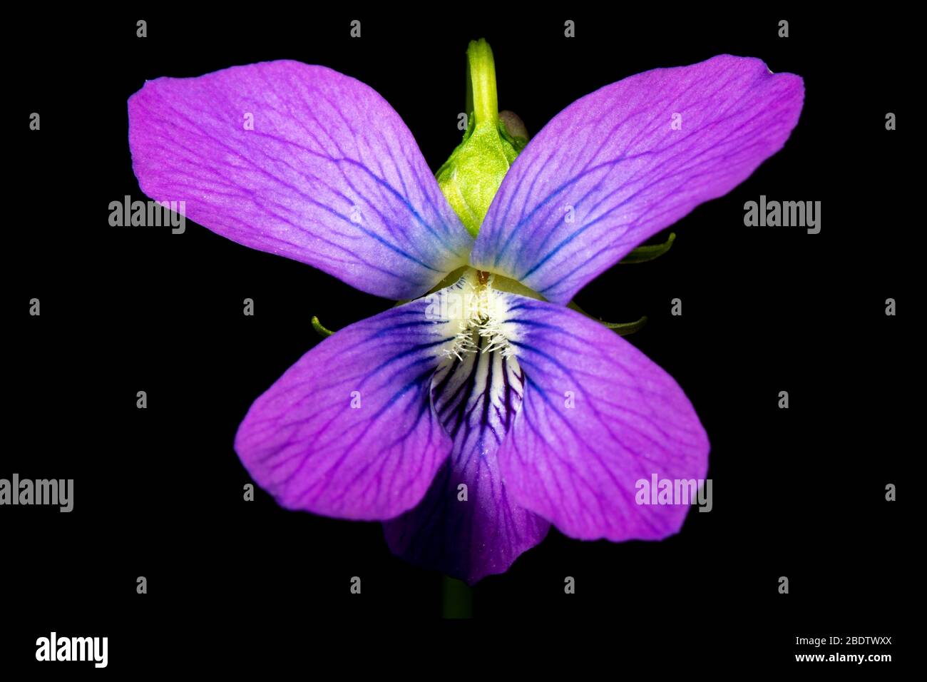 Purple Violet species isolated against black background - Pisgah ...