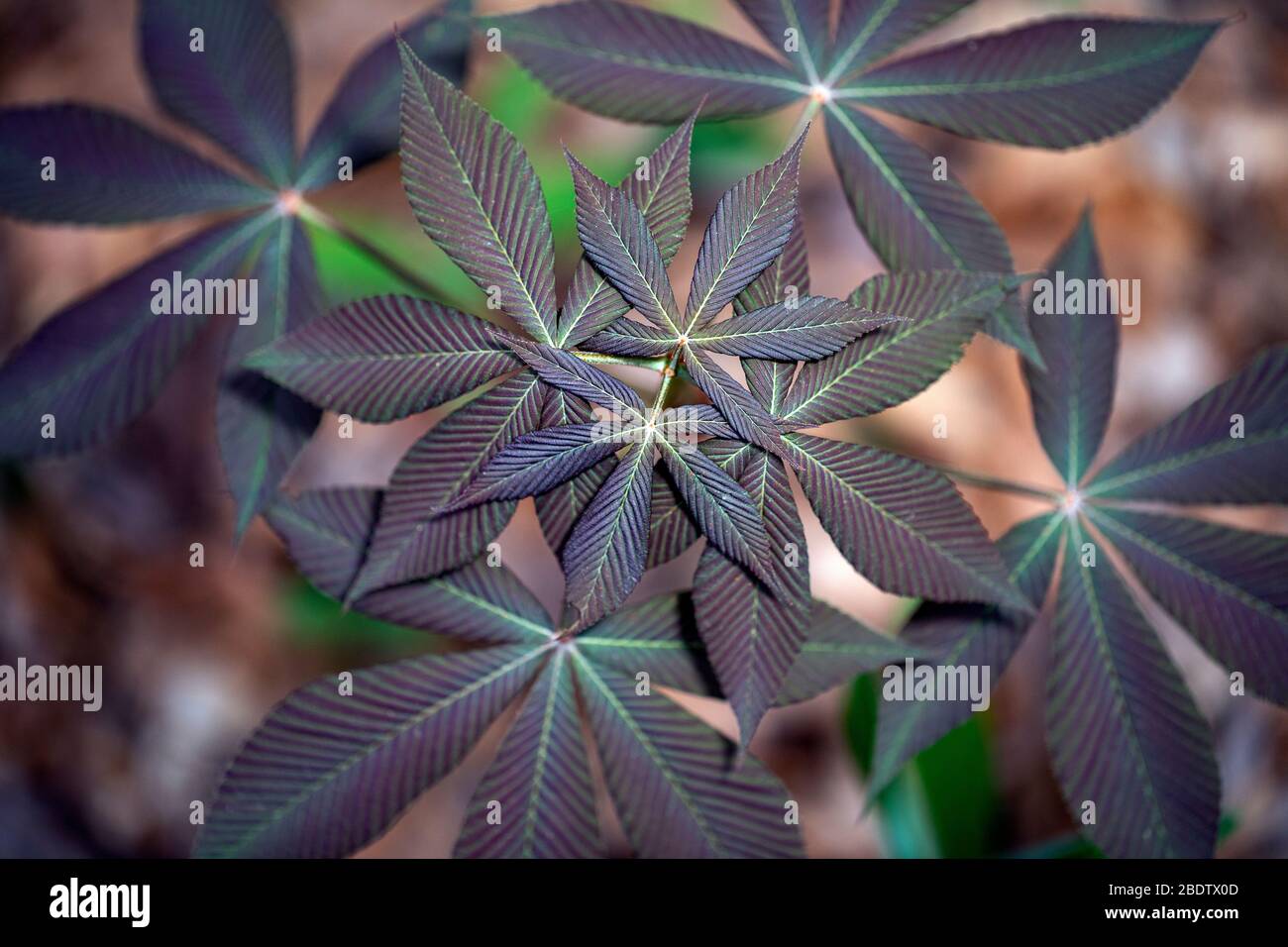 Palmately compound hi-res stock photography and images - Alamy