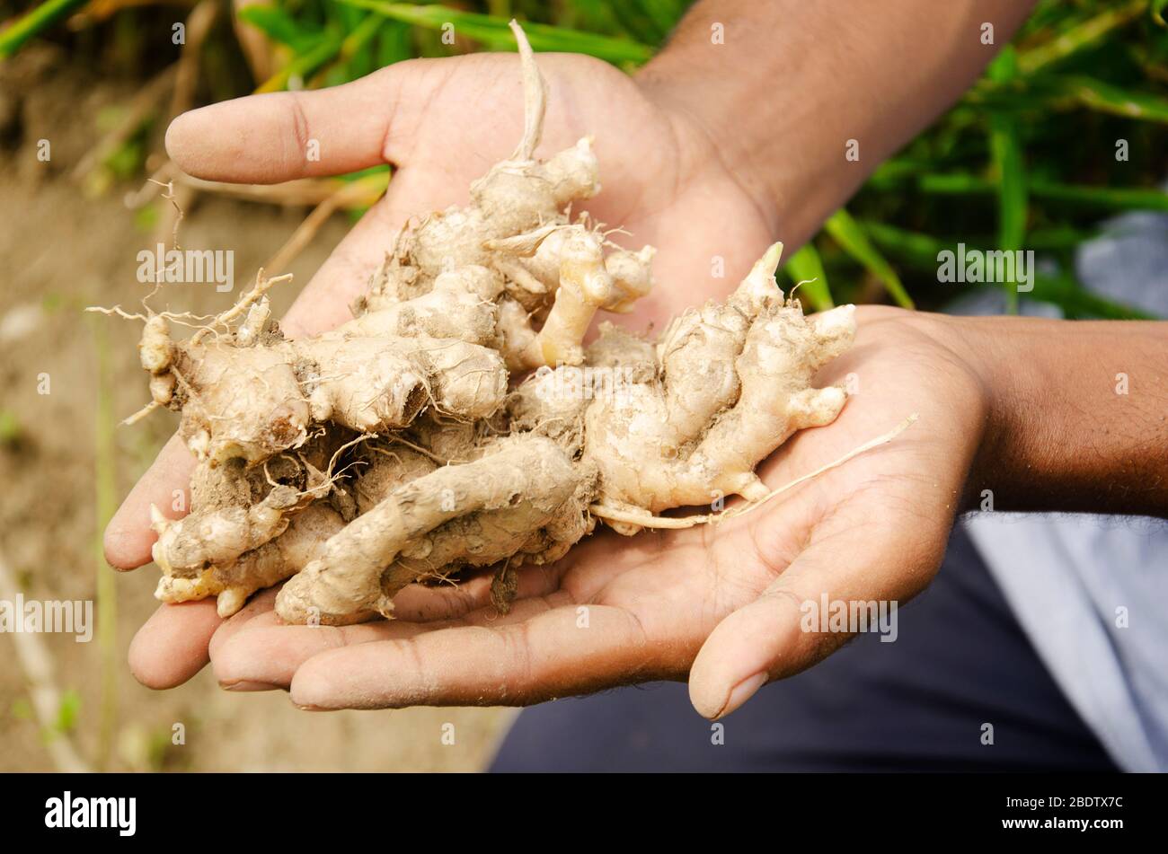 Harvesting ginger hi-res stock photography and images - Alamy