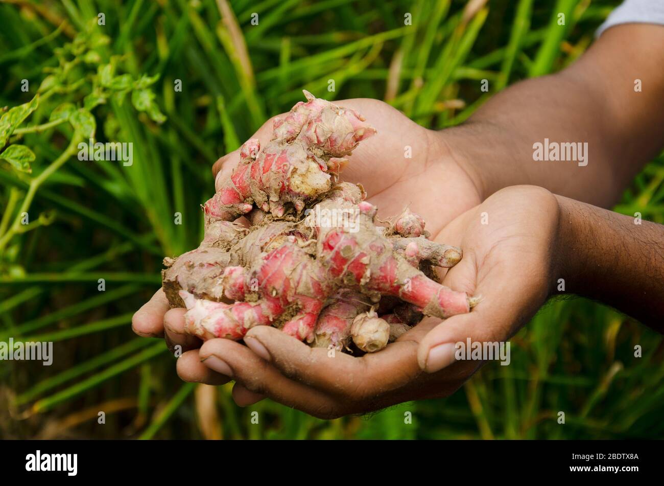 harvesting Red ginger Stock Photo - Alamy