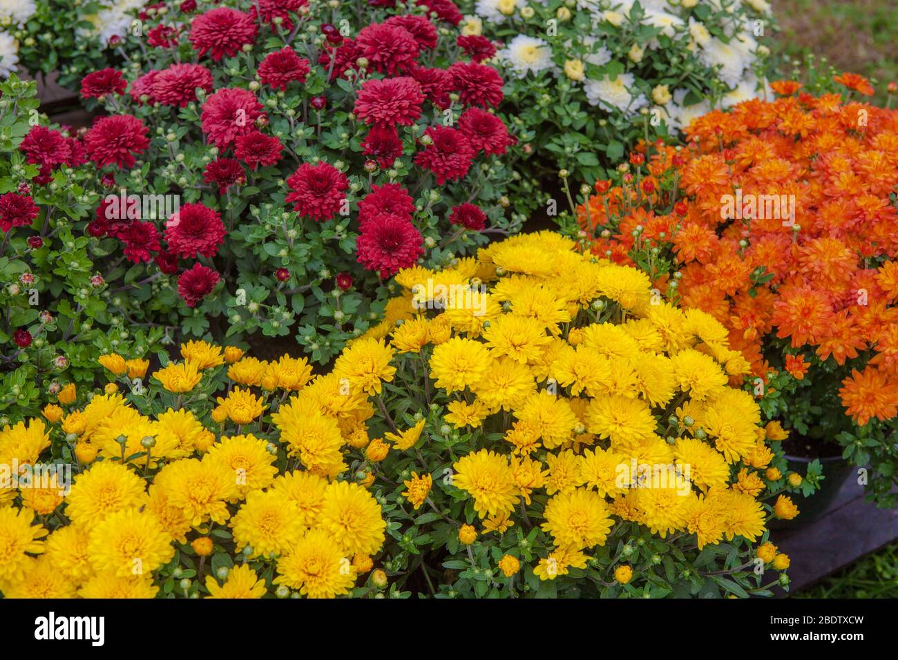 Red and yellow mums hi-res stock photography and images - Alamy