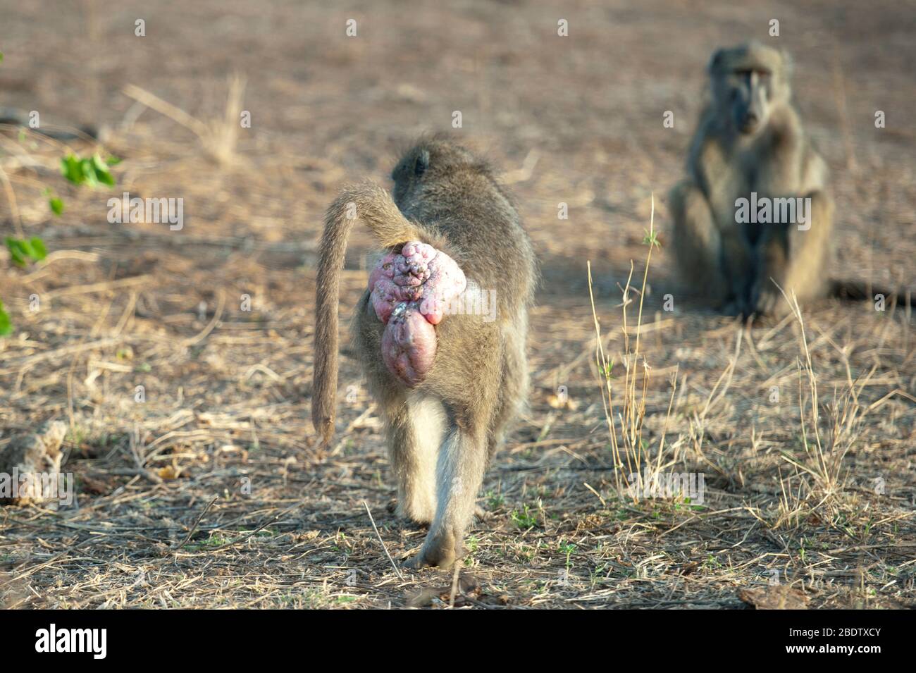 Baboon buttocks hi-res stock photography and images - Alamy