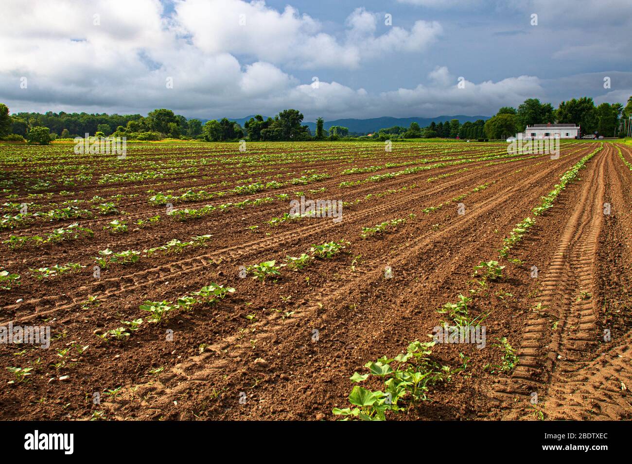 Newly Planted Field Stock Photo - Alamy