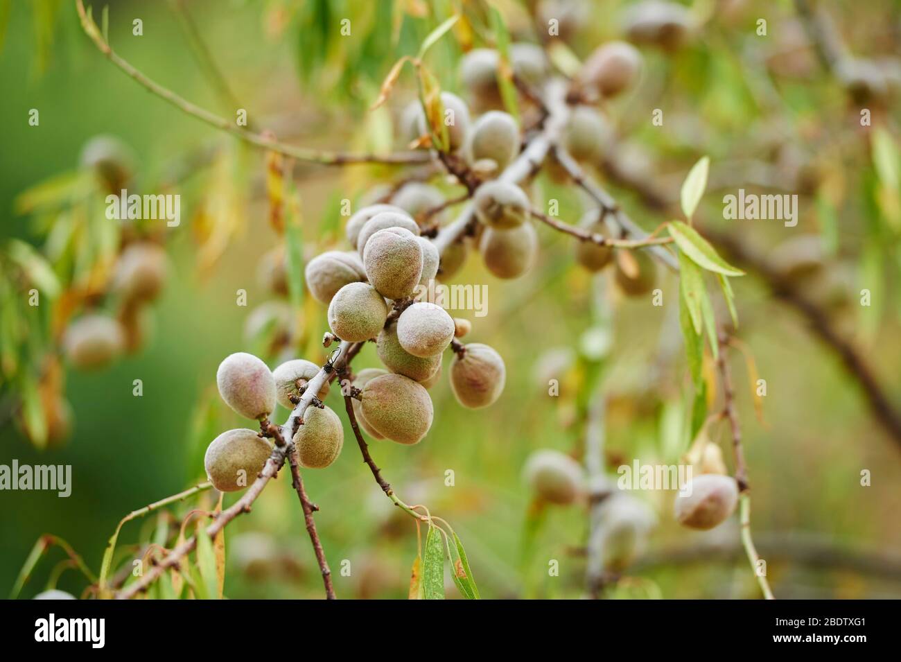 Almonds (Prunus dulcis) at a twig, Catalonia, Spain Stock Photo - Alamy