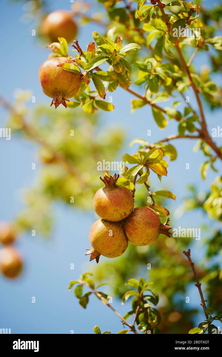 Fruits of a tropical tree hi-res stock photography and images - Alamy